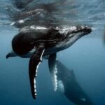 MOOREA 6H Private boat tour whales watching and Lunch - The Value of the Experience