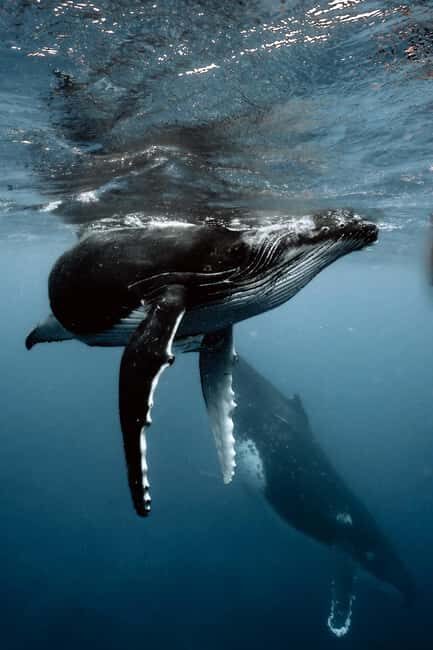 MOOREA 6H Private boat tour whales watching and Lunch - The Value of the Experience