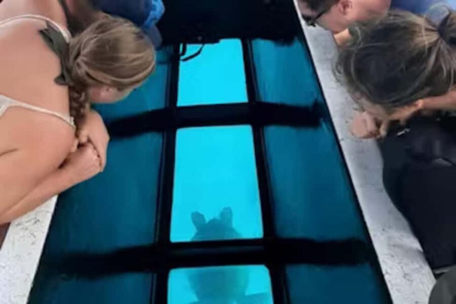 Moorea: Glass Bottom Boat Adventure with Lagoon Wonders - The Experience: Comfort, Safety, and Education