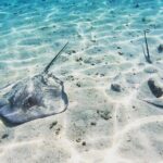 Mo'orea Half Day Private Tour with Snorkeling and Cruising the Lagoon - Authentic Feedback from Travelers