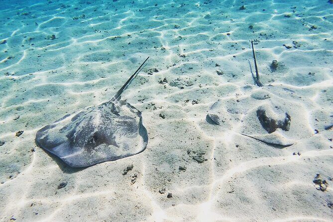 Mo'orea Half Day Private Tour with Snorkeling and Cruising the Lagoon - Authentic Feedback from Travelers