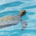 Moorea Highligts: Blue Lagoon Shore Attractions and Lookouts - What to Expect from the Experience