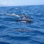 Moorea Private Boat Tour / Sea Scooter Snorkeling Tour - Why This Tour Offers Great Value