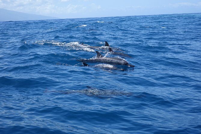 Moorea Private Boat Tour / Sea Scooter Snorkeling Tour - Why This Tour Offers Great Value