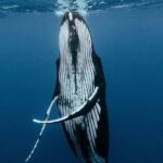 Moorea Whales Watching and Swimming Half Day Shared Tour - Why This Tour Stands Out