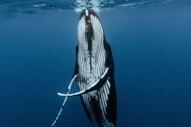 Moorea Whales Watching and Swimming Half Day Shared Tour - Why This Tour Stands Out
