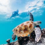 Moreton Island: Marine Discovery Cruise & Dolphin Viewing - An In-Depth Look at the Tangalooma Marine Discovery Cruise & Dolphin Viewing