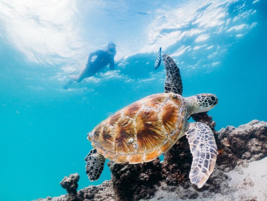 Moreton Island: Marine Discovery Cruise & Dolphin Viewing - An In-Depth Look at the Tangalooma Marine Discovery Cruise & Dolphin Viewing