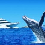 Moreton Island: Tangalooma Day Trip & Whale Watching Cruise - Why This Tour Offers Great Value
