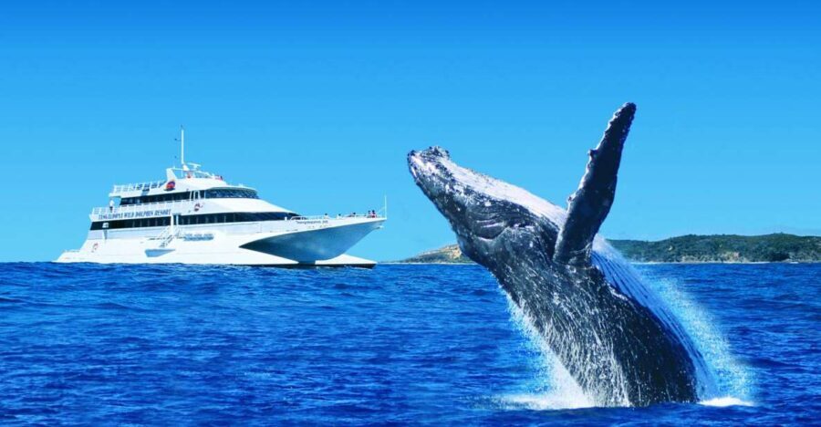 Moreton Island: Tangalooma Day Trip & Whale Watching Cruise - Why This Tour Offers Great Value