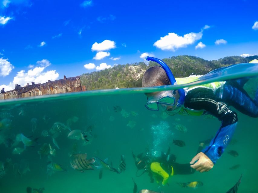 Moreton Island: Tangalooma Snorkeling Tour & Dolphin Feeding - Snorkeling at the Wrecks: Underwater Wonderland