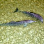 Moreton Island: Tangalooma Snorkelling with Dolphin Viewing - What’s Included and What to Keep in Mind