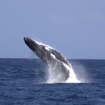 Moreton Island: Tangalooma Whale Watching & Dolphin Feeding - Exploring Moreton Island