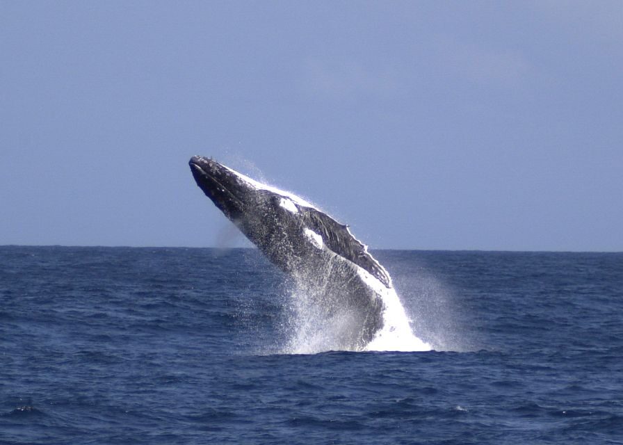 Moreton Island: Tangalooma Whale Watching & Dolphin Feeding - Exploring Moreton Island