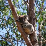Morialta Wilderness and Wildlife Hike - Final Thoughts