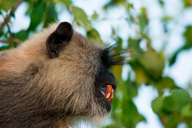 Morning Private Safari at Bundala Park by Yala La Safari Tours - Who Will Love This Safari?