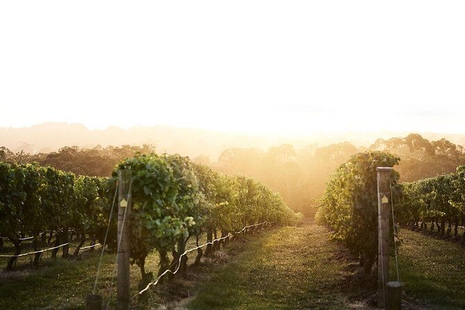 Mornington Peninsula Small Group Rare Hare or Merricks Wine Store - Why This Tour Offers Genuine Value