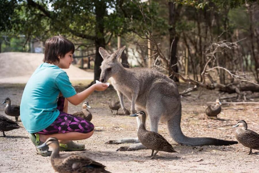 Mornington Peninsula Tour: wildlife, wine, art & hot springs - Practical Aspects & Value