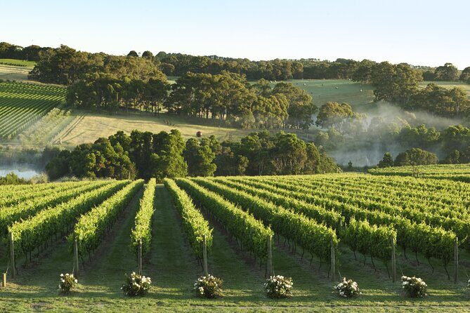 Mornington Peninsula Wine Day Tour - The Value of This Tour