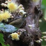 Mossman Gorge Daintree Experience Small Groups - The Highlights: Why This Tour Stands Out