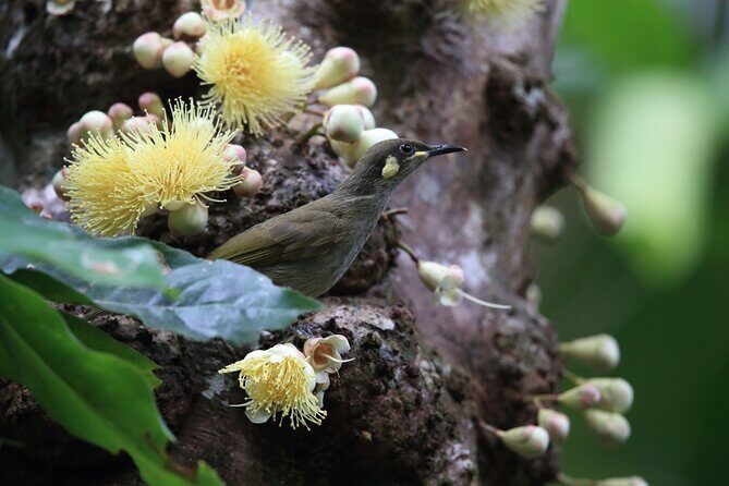Mossman Gorge Daintree Experience Small Groups - The Highlights: Why This Tour Stands Out