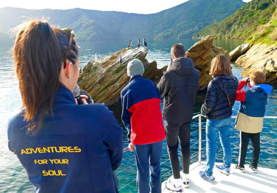 Motuara Island Sanctuary: Wildlife & Dolphin Watching Tour - Marine Wildlife: Dolphins, Penguins, and More