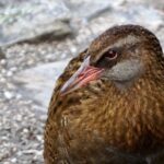 Mou Waho Island Cruise and Guided Nature Walk - Who Will Love This Tour?