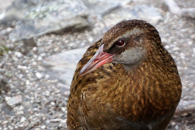 Mou Waho Island Cruise and Guided Nature Walk - Who Will Love This Tour?
