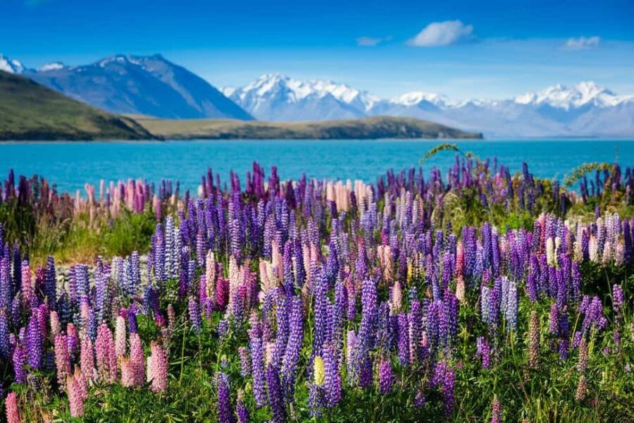 Mount Cook Day Tour: Mount Cook to Christchurch - Transportation and Comfort