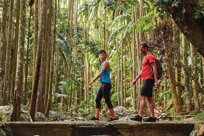 Mount Tamborine Hop on Hop off Bus from Brisbane - Who Should Consider This Tour?