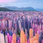 Mt. Cook Full Day Private Tour via Tekapo from Christchurch - Starting Point: Geraldine