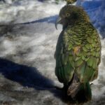 Mt Cook to Lake Tekapo One-Way Small Group Tour - The Guide and the Atmosphere