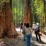 Mt Field National Park and Russell Falls with Bonorong Wildlife - Transport and Comfort