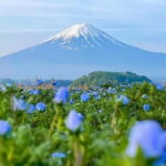 Mt. Fuji & Lake Kawaguchiko RopewayOshino Hakkai 1-Day Tour - Who Is This Tour Best For?