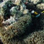 Muiron Island Diving Tour - What You Can Expect at Each Step