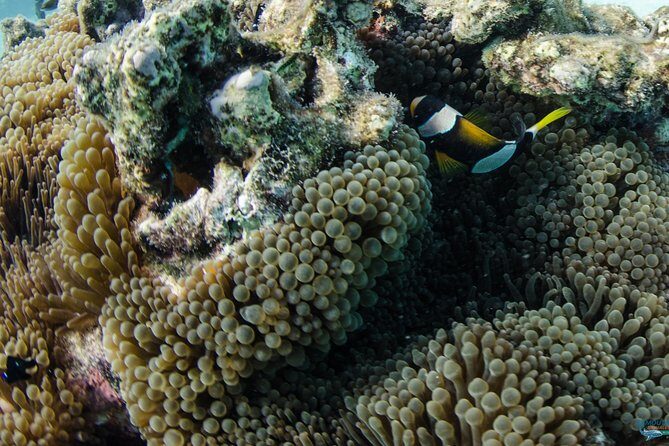 Muiron Island Diving Tour - What You Can Expect at Each Step