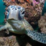 Muiron Islands Snorkeling in Exmouth - Who Would Love This Tour?