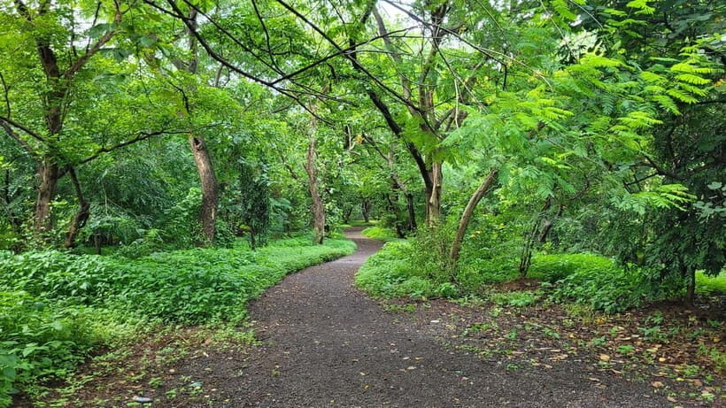 Mumbai: Maharashtra Nature Park Guided Nature Trail - Discovering Mumbai’s Unexpected Green Space