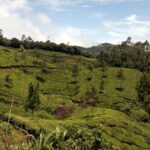 Munnar: Half Day Trekking Through Tea Plantation - The Value of the Experience