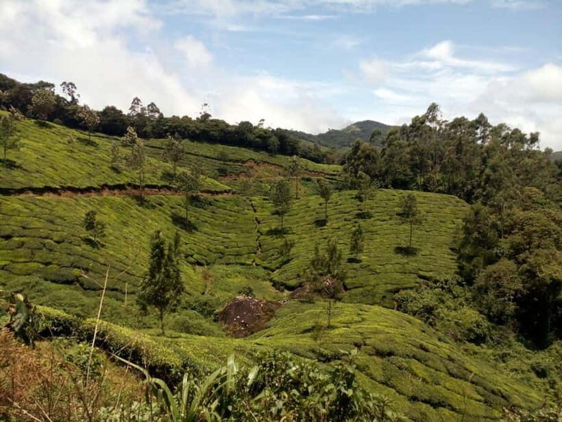 Munnar: Half Day Trekking Through Tea Plantation - The Value of the Experience