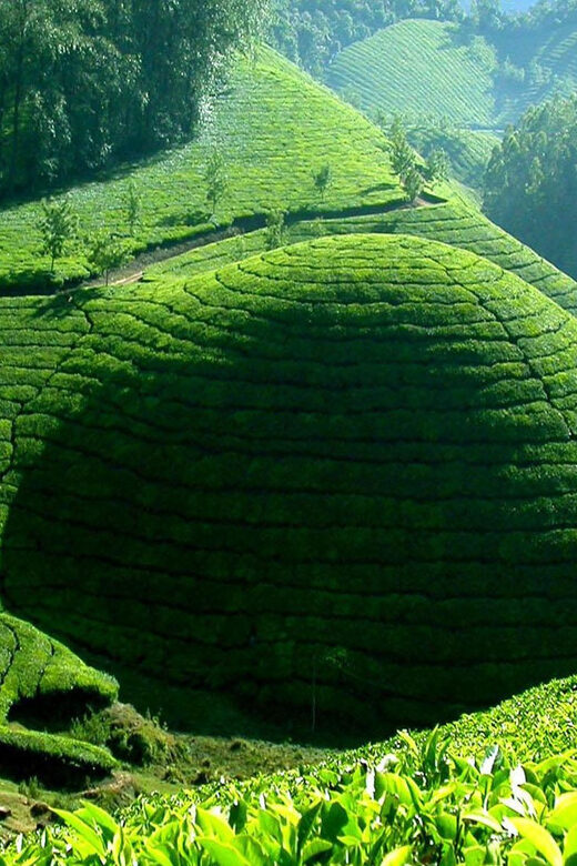 Munnar Letchmi Hills village Tour - Why This Tour Offers Real Value