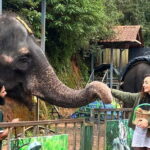 Munnar: Local Highlights Day Tour with Top station Visit - Who Will Love This Tour?