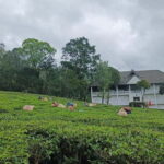 Munnar Nature Walk - Who Is This Tour Best For?