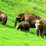 Munnar site-seeing Tour - What’s Included and What’s Not