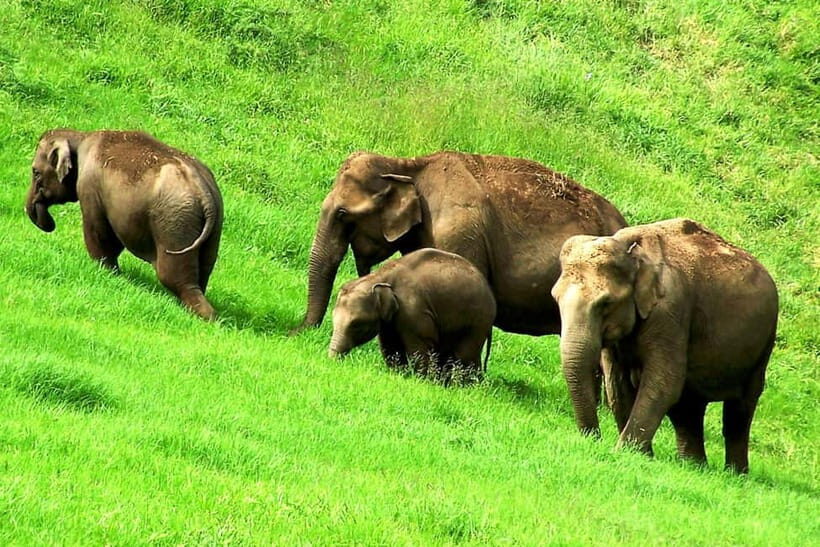 Munnar site-seeing Tour - What’s Included and What’s Not