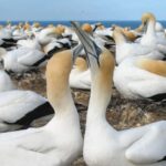 Muriwai Beach & Gannet Colony Private Tour - An Authentic Taste of New Zealand’s West Coast