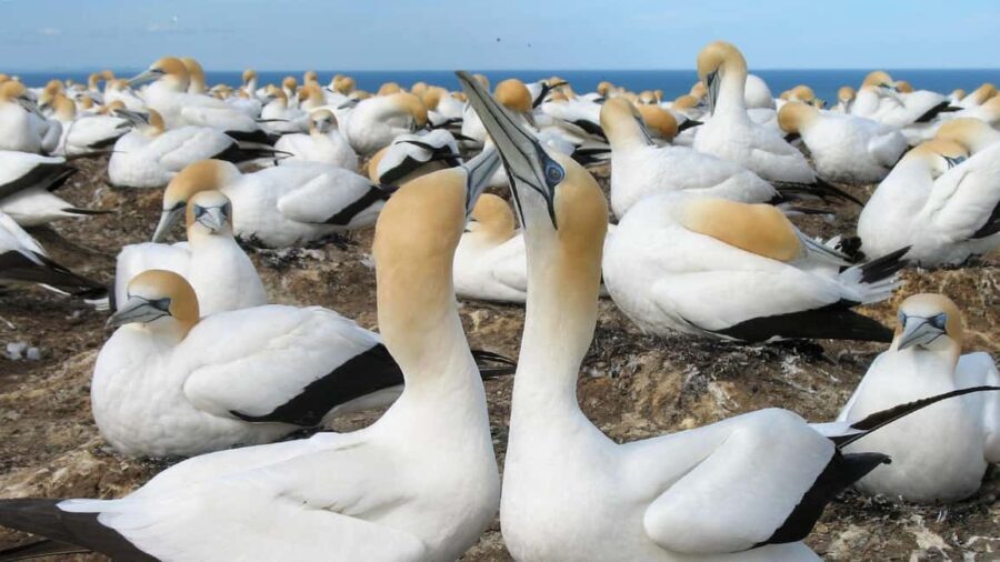 Muriwai Beach & Gannet Colony Private Tour - An Authentic Taste of New Zealand’s West Coast