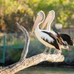 Murray River Day Trip from Adelaide Including Lunch Cruise aboard the Proud Mary - Who Will Love This Tour?