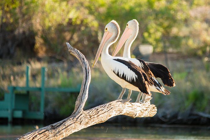 Murray River Day Trip from Adelaide Including Lunch Cruise aboard the Proud Mary - Who Will Love This Tour?
