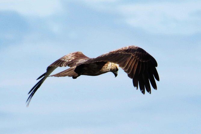 Muthurajawela Bird Watching Boat Tour - Who Should Consider This Tour?